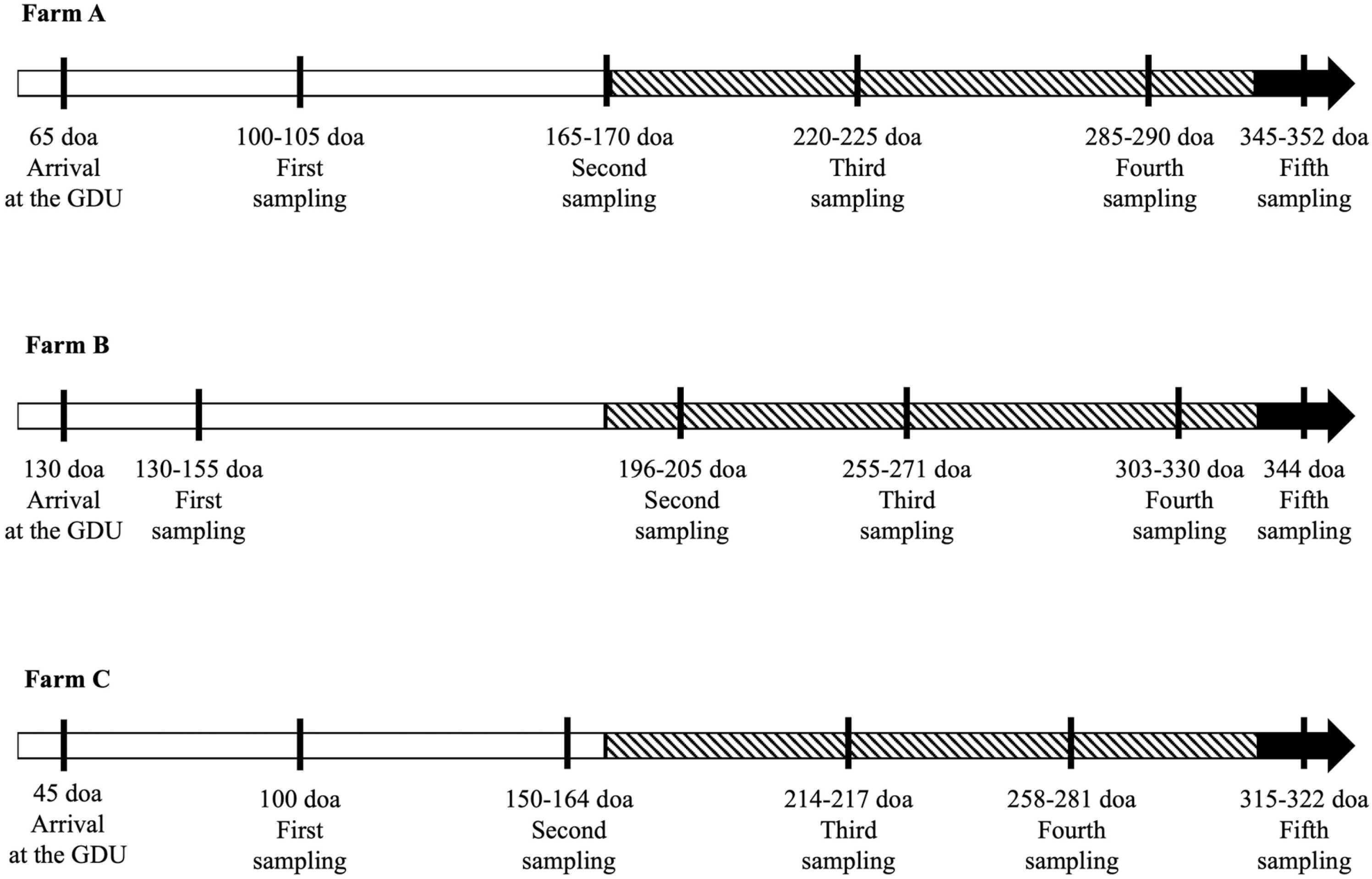The effect of gilt flow management during acclimation on Mycoplasma ...