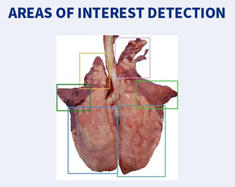 Scoring of swine lung images: a comparison between a computer vision ...